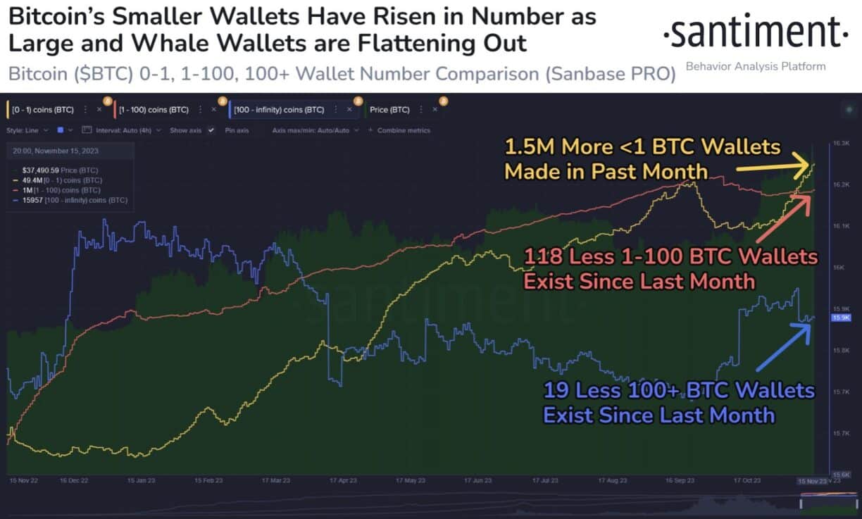 Bitcoin Wallet | Bitcoin Price Rally Powered by Shrimp Wallets: Report
